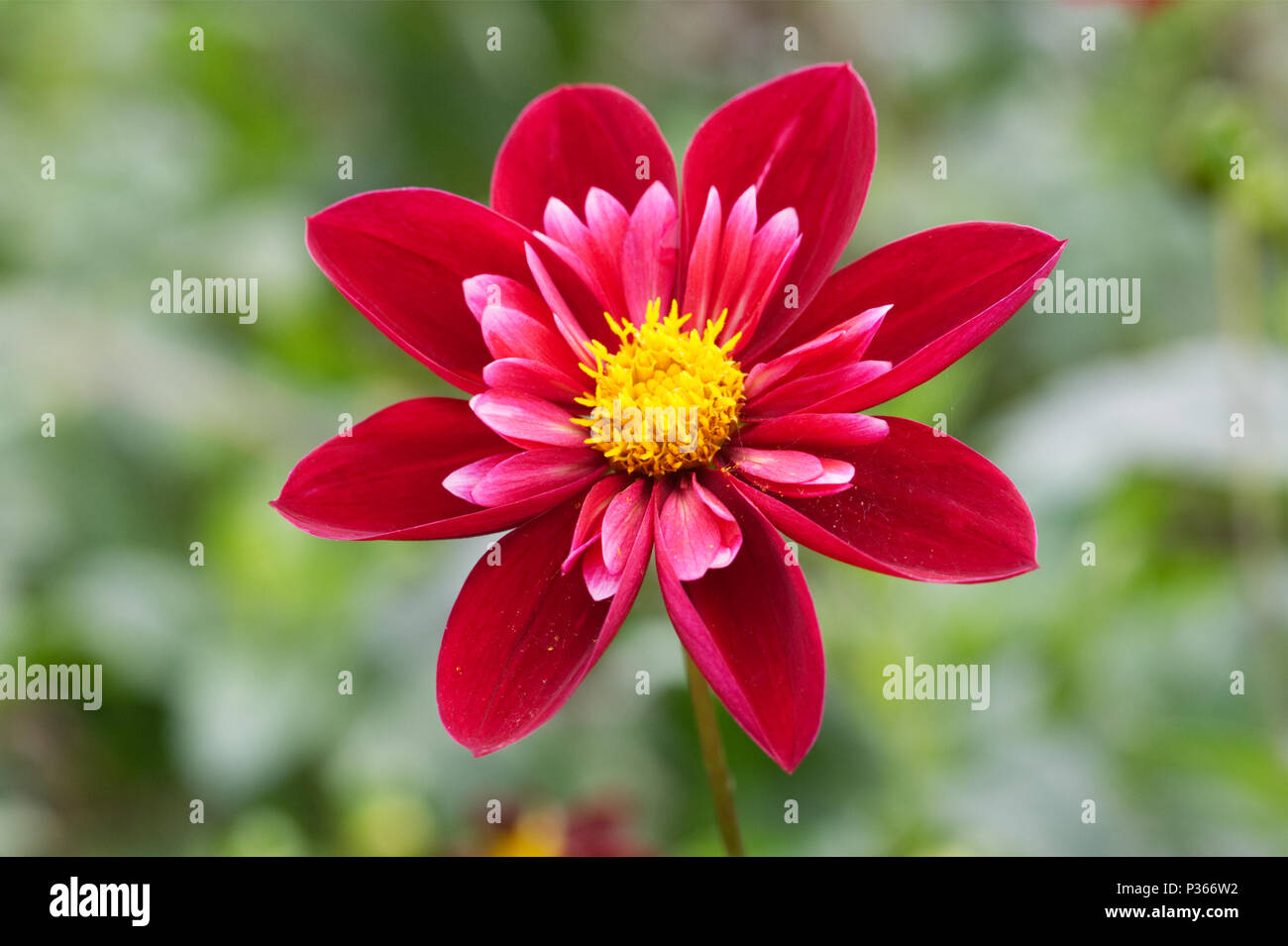 Dahlia 'Inglebrook Jill' flower Stock Photo - Alamy
