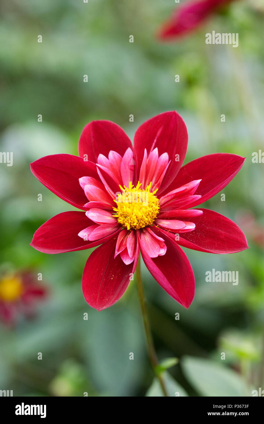 Dahlia 'Inglebrook Jill' flower Stock Photo - Alamy