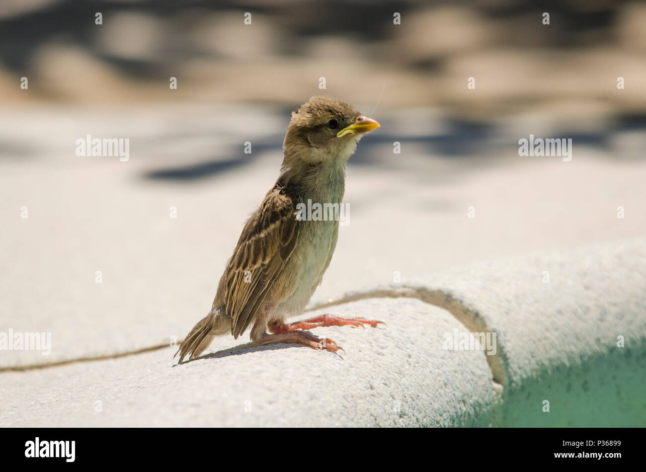 Juvenile House Sparrow