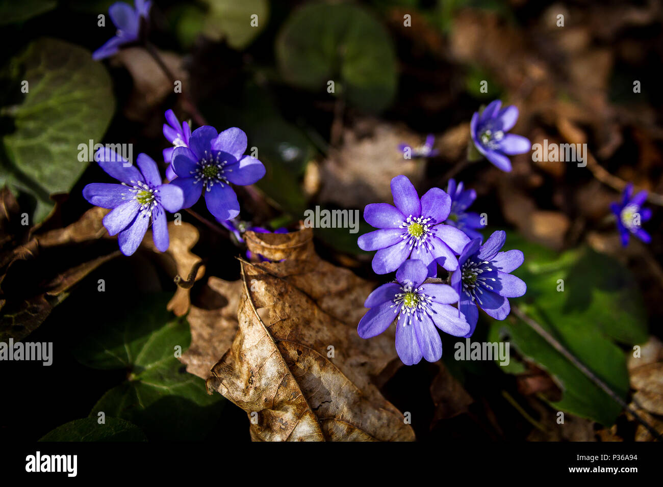 First fresh blue violets in the forest. Blue spring wildflower ...