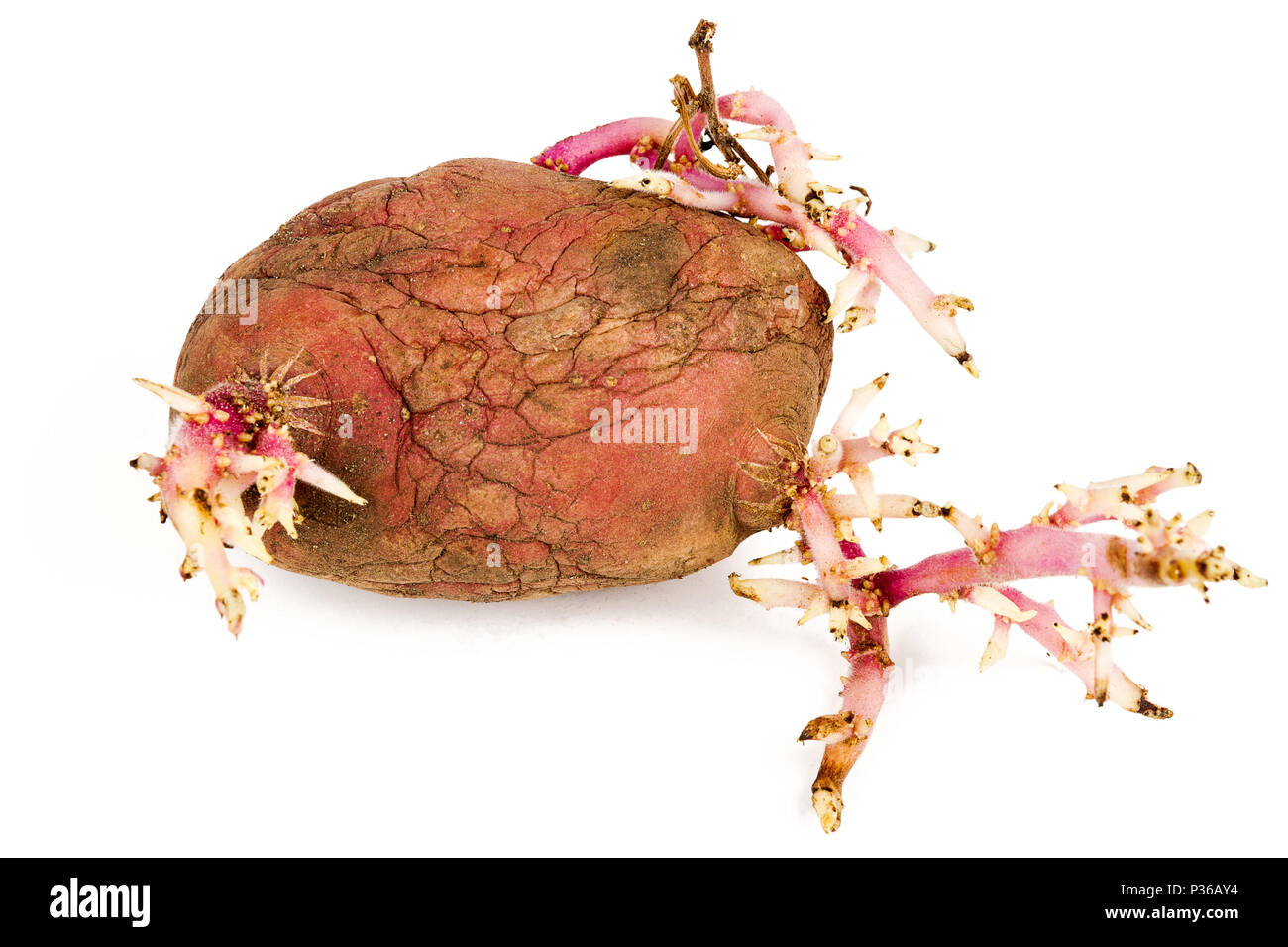 Old germinated pink potato isolated on white background. Big sprouts ...