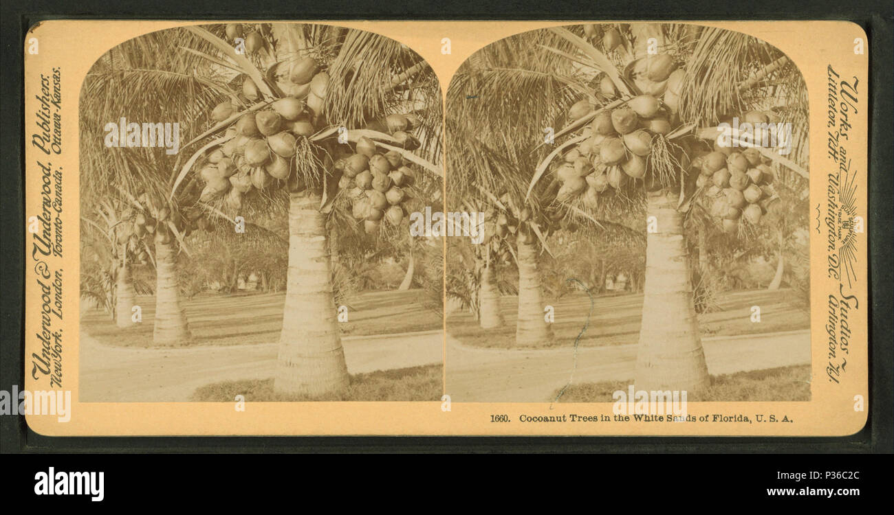 . Cocoanut [coconut] trees in the white sands of Florida, U.S.A ...
