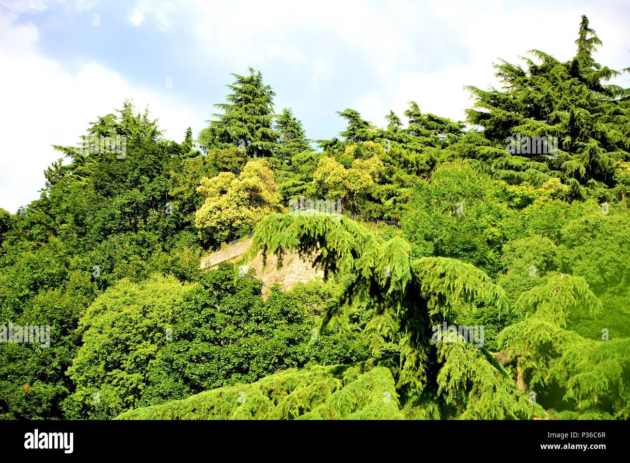 Hill covered with trees Stock Photo - Alamy
