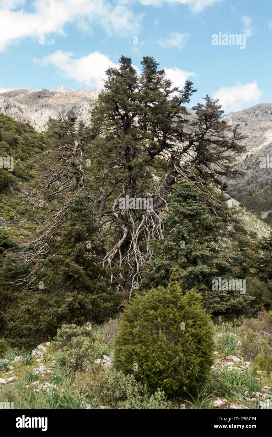 El Pinsapo de La Escaleretas, Abies pinsapo, Natural Monument of ...