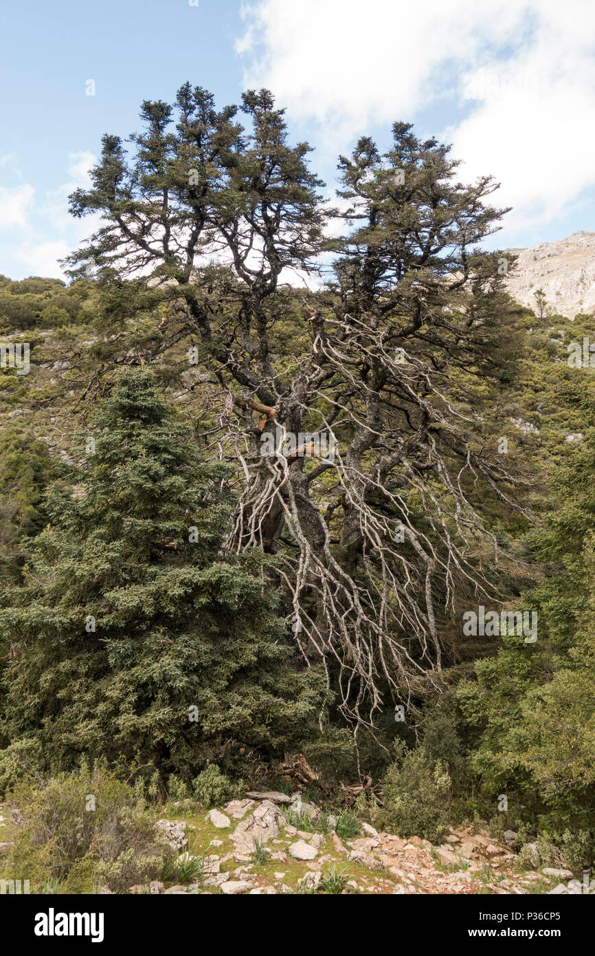 El Pinsapo de La Escaleretas, Abies pinsapo, Natural Monument of ...