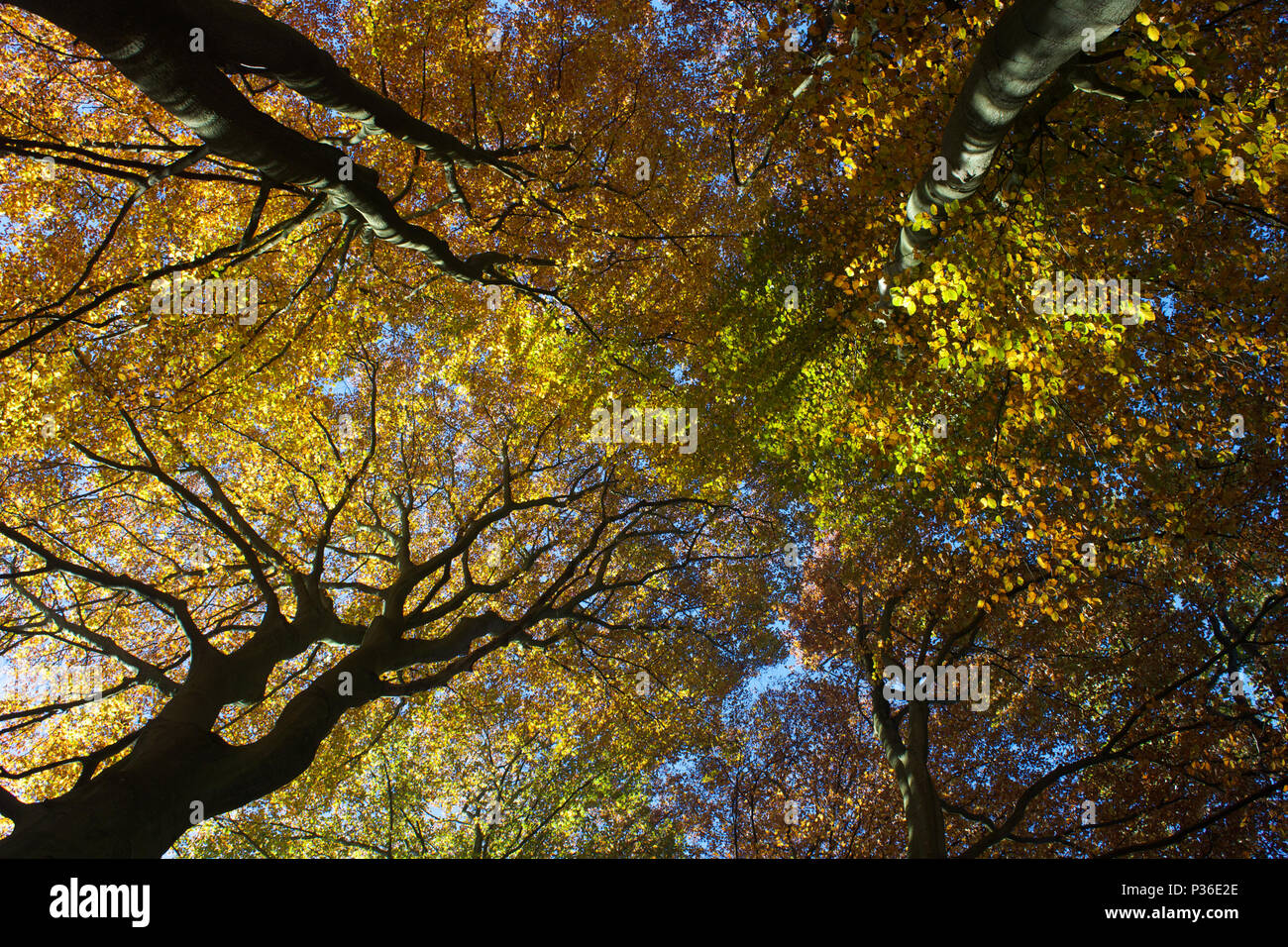 Changing of seasons hi-res stock photography and images - Alamy