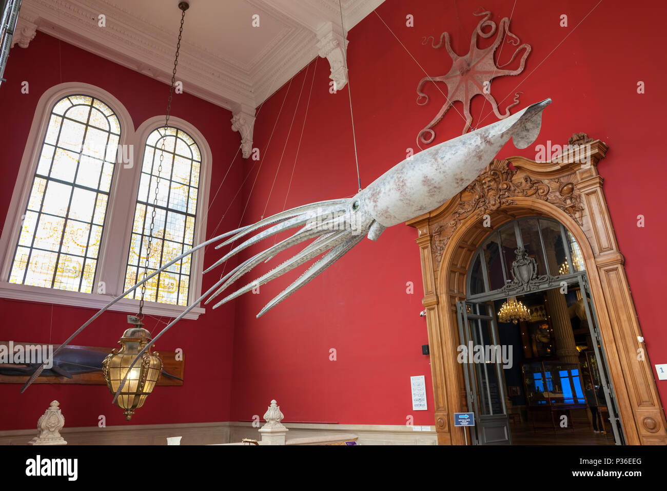 Monaco, cuttlefish model in Oceanographic Museum (Musee oceanographique ...