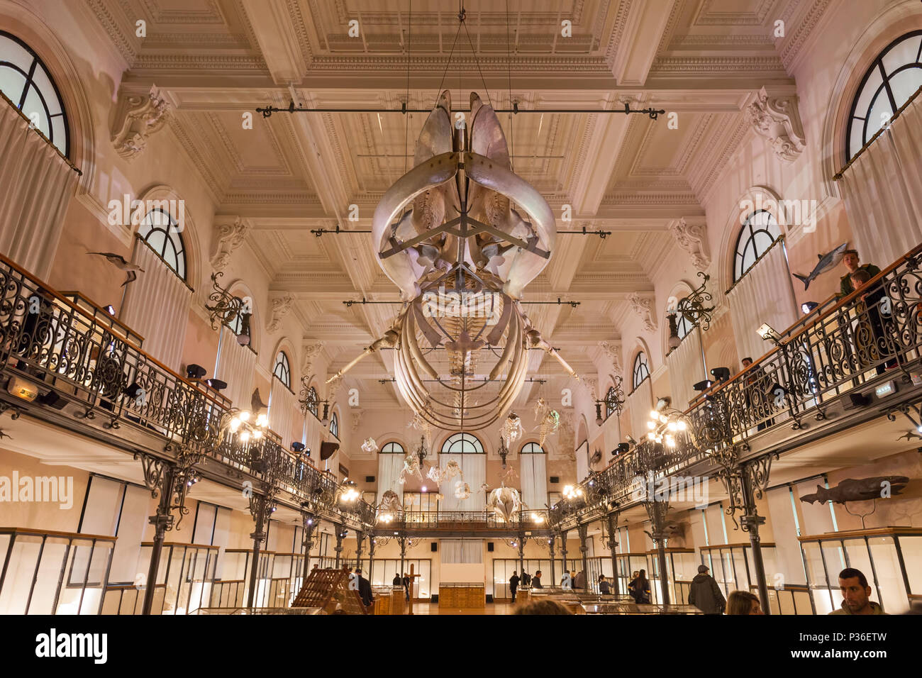 Monaco, Oceanographic Museum (Musee oceanographique) interior, Whale ...