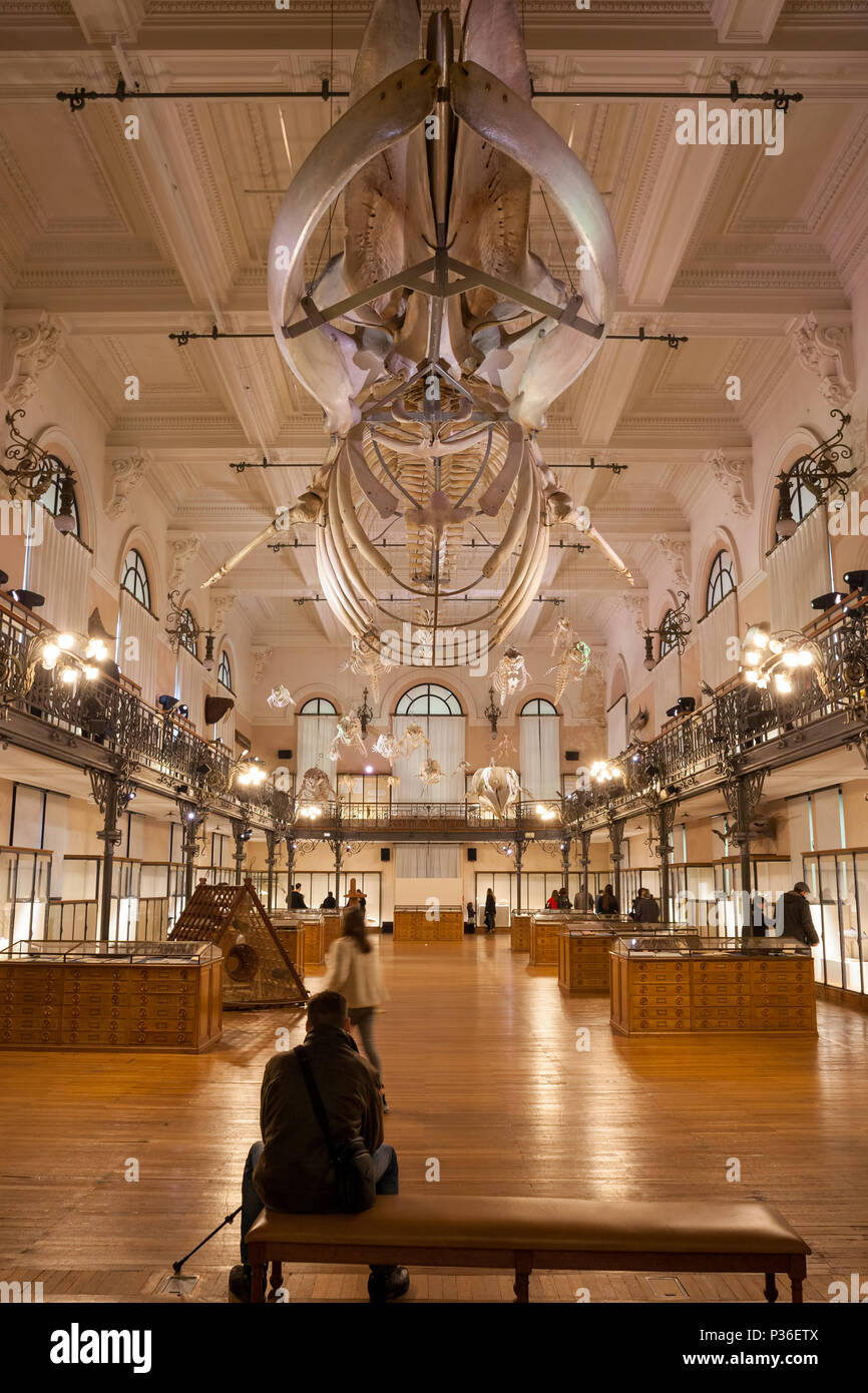 Monaco, Oceanographic Museum (Musee oceanographique) interior, Whale ...