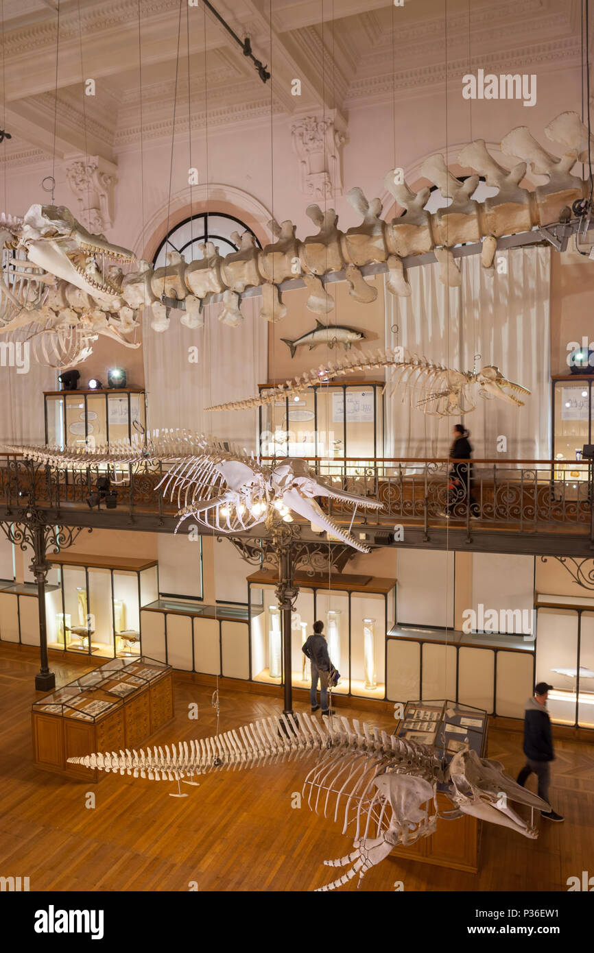 Monaco, Oceanographic Museum (Musee oceanographique) interior, Whale ...