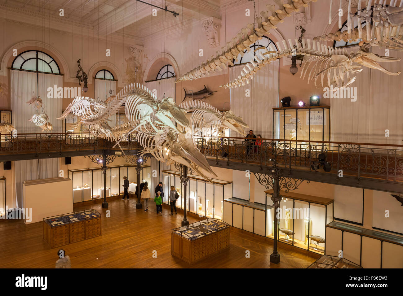 Monaco, Oceanographic Museum (Musee oceanographique) interior, Whale ...