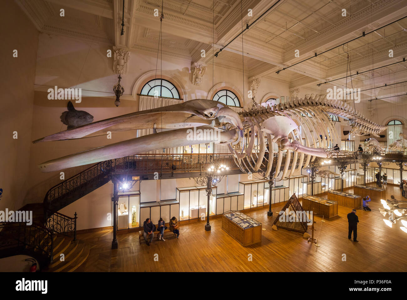 Monaco, Oceanographic Museum (Musee oceanographique) interior, Whale ...