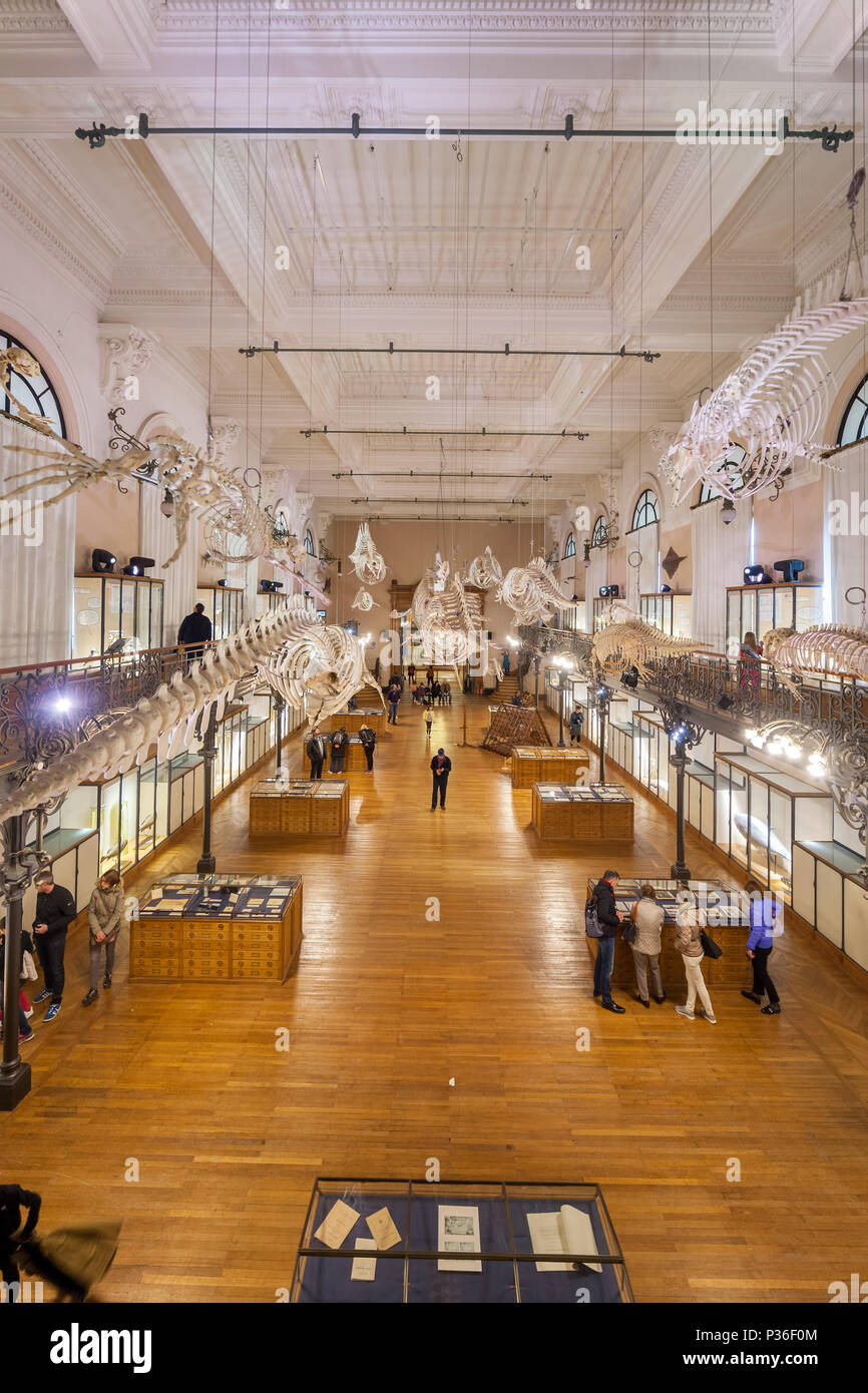 Monaco, Oceanographic Museum (Musee oceanographique) interior, Whale ...