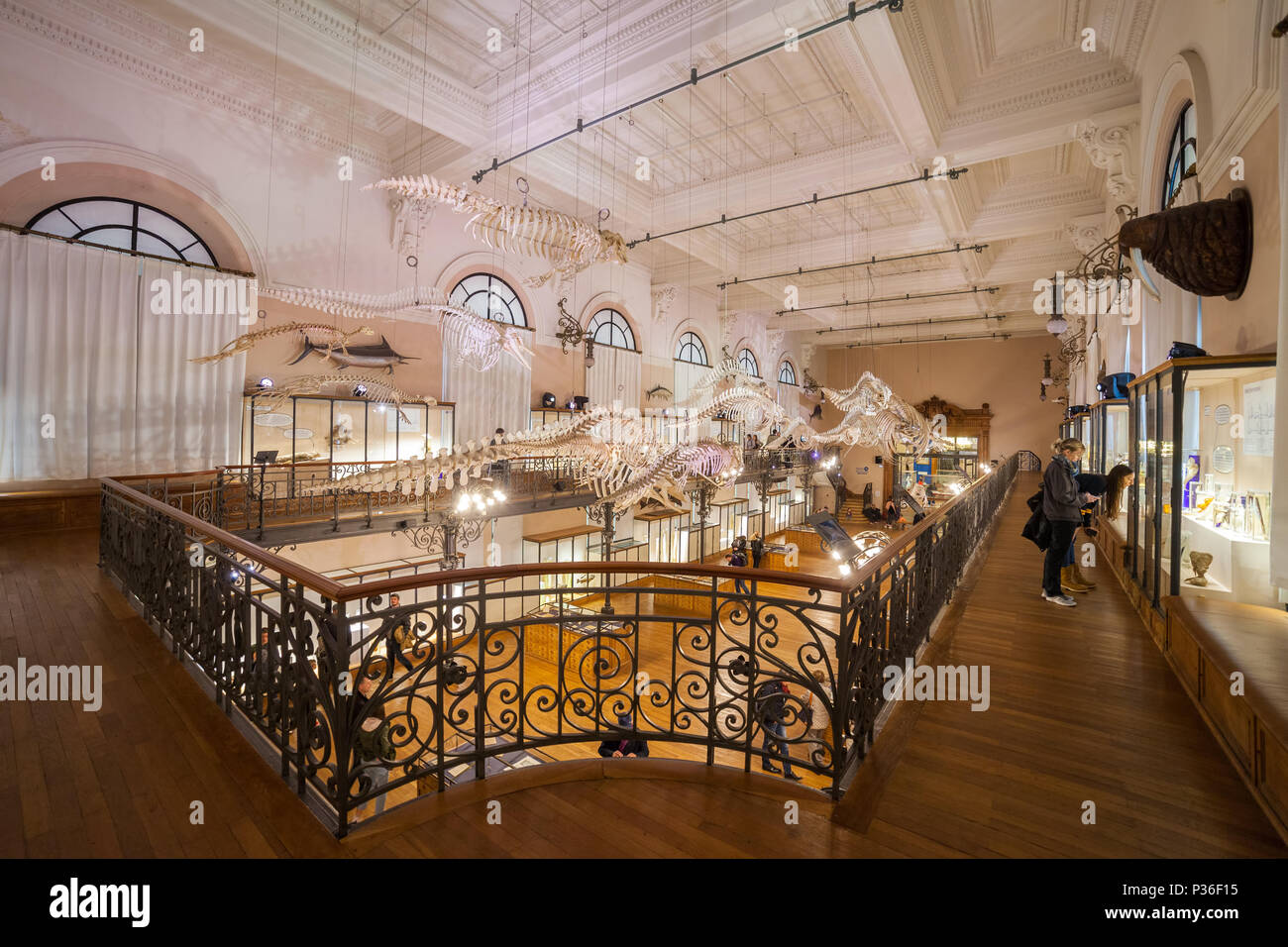 Monaco, Oceanographic Museum (Musee oceanographique) interior, Whale ...