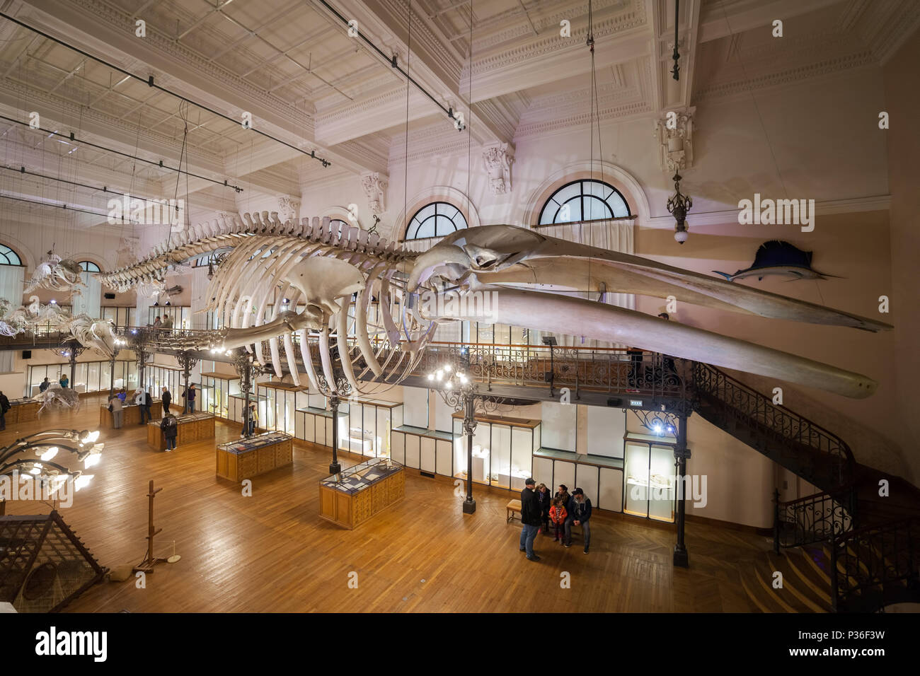 Monaco, Oceanographic Museum (Musee oceanographique) interior, Whale ...