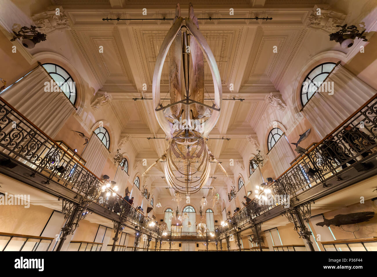 Monaco, Oceanographic Museum (Musee oceanographique) interior, Whale ...