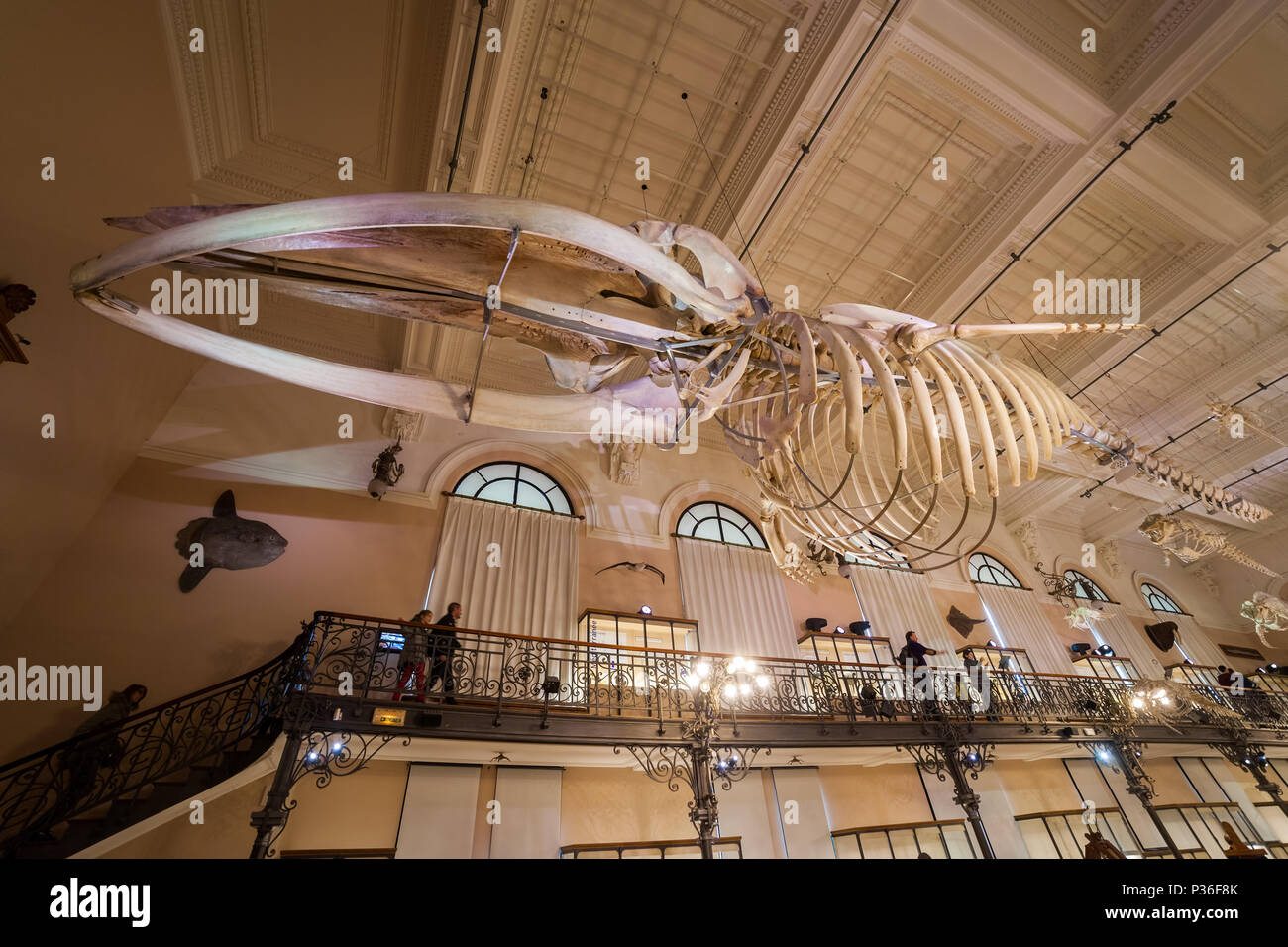 Monaco, Oceanographic Museum (Musee oceanographique) interior, Whale ...