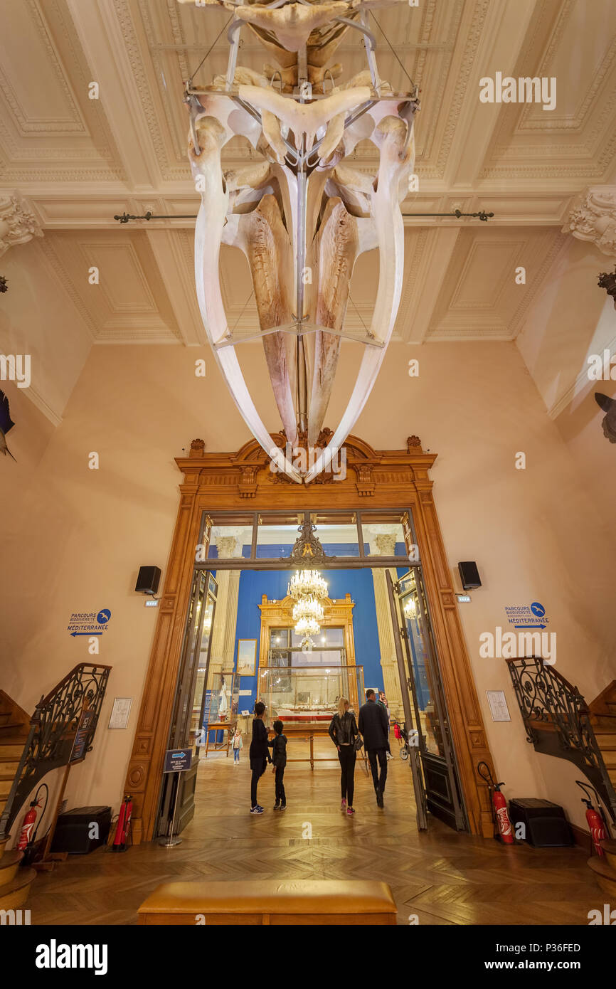 Monaco, Oceanographic Museum (Musee oceanographique) interior, Whale ...