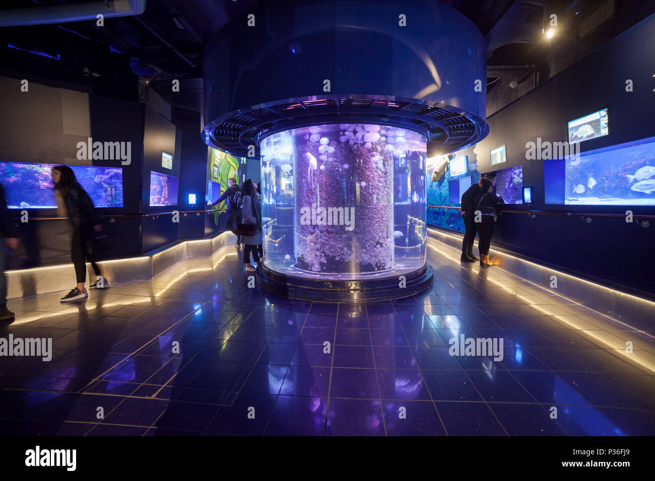 Inside interior exhibit aquarium fish hi-res stock photography and ...