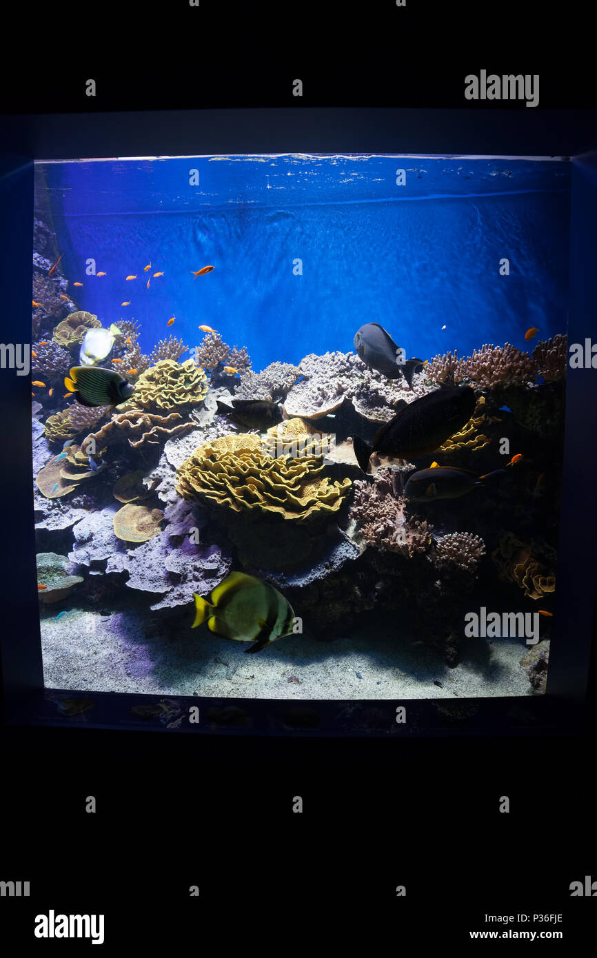 Monaco, saltwater fish tank in Aquarium in Oceanographic Museum (Musee ...