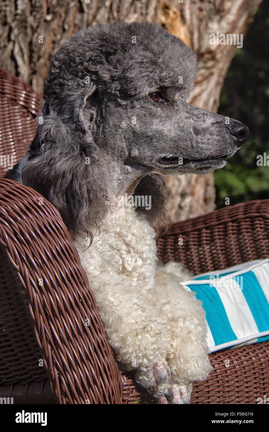 standard poodle dog breed Stock Photo - Alamy