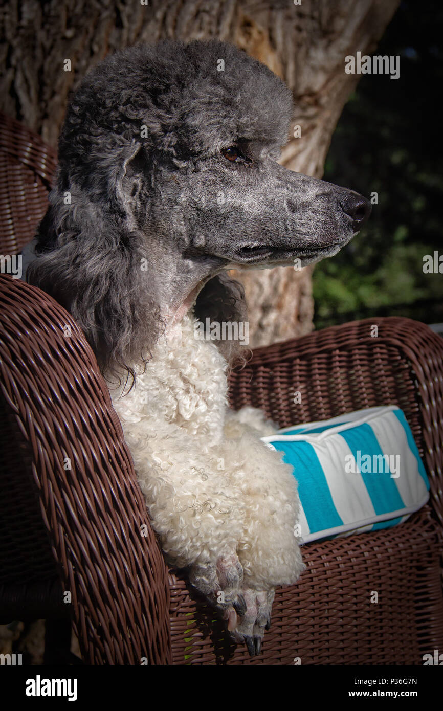 standard poodle dog breed Stock Photo - Alamy