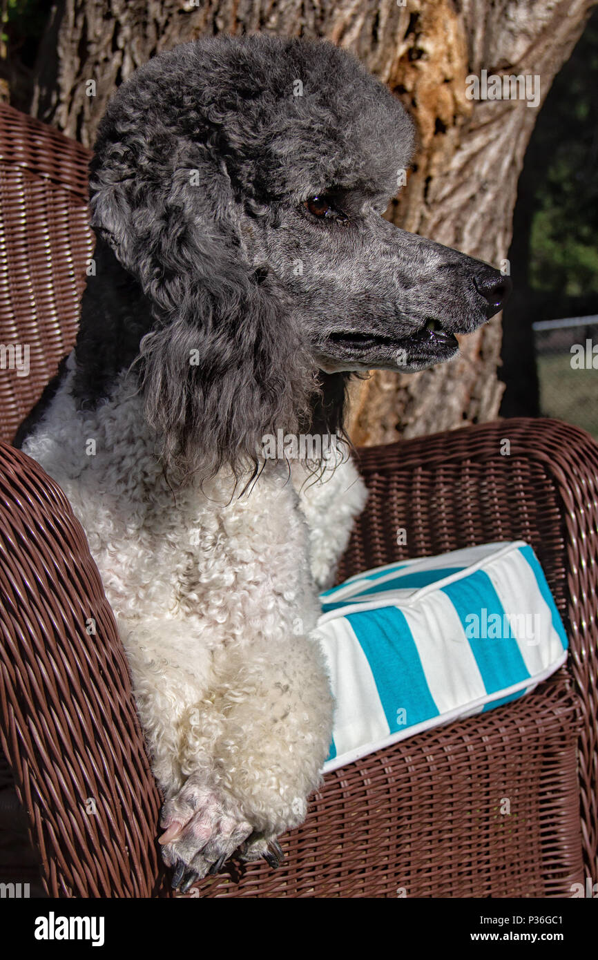 standard poodle dog breed Stock Photo - Alamy