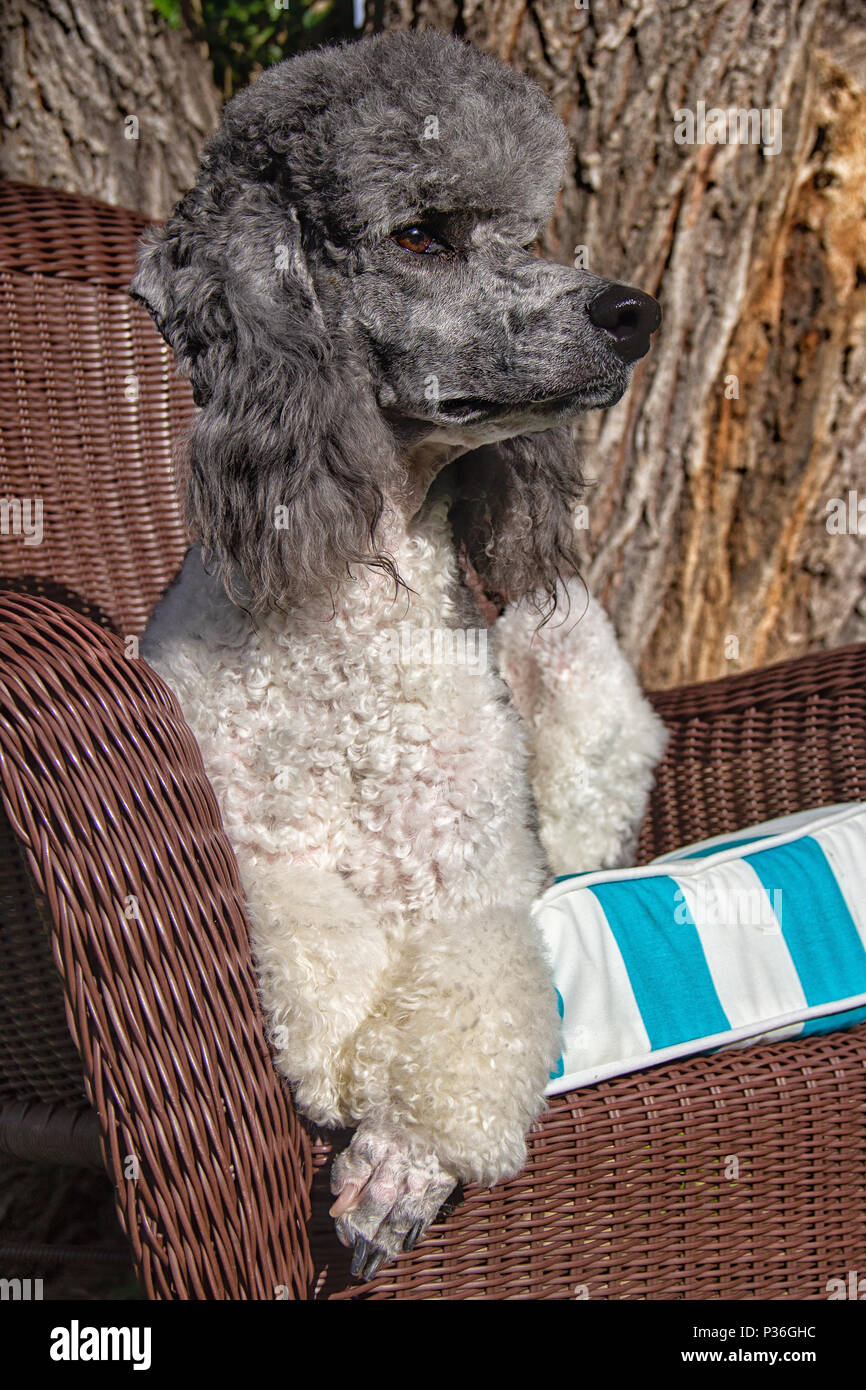 standard poodle dog breed Stock Photo - Alamy