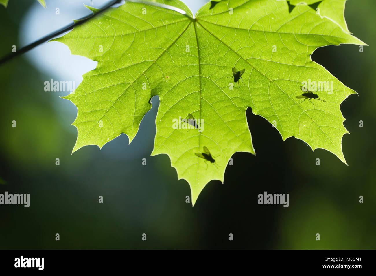 Green spring leaf in a clear sunlight close up Stock Photo - Alamy
