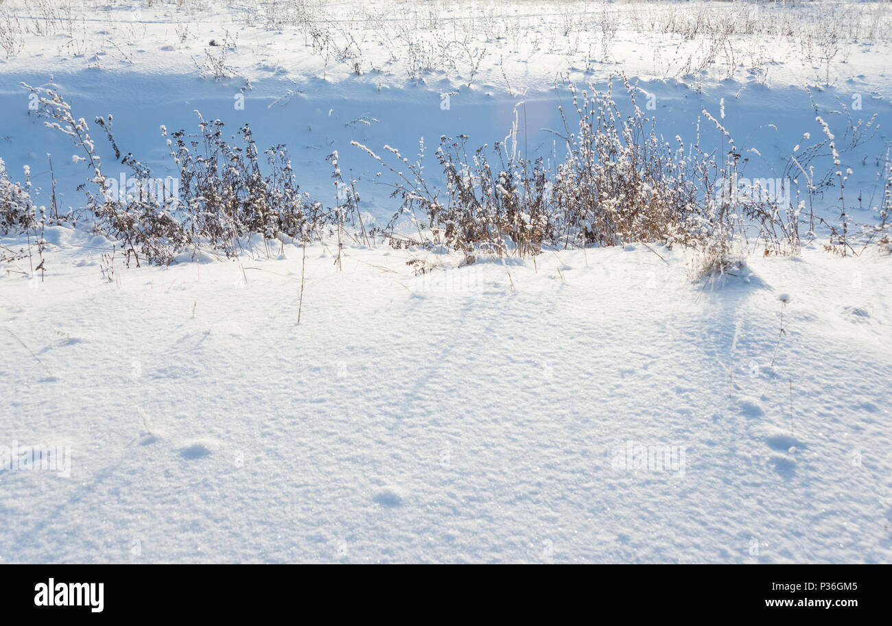Winter meadow with dried grass, covered with white snow, at sunny ...