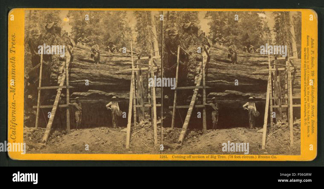 California mammoth tree historical hi-res stock photography and images ...