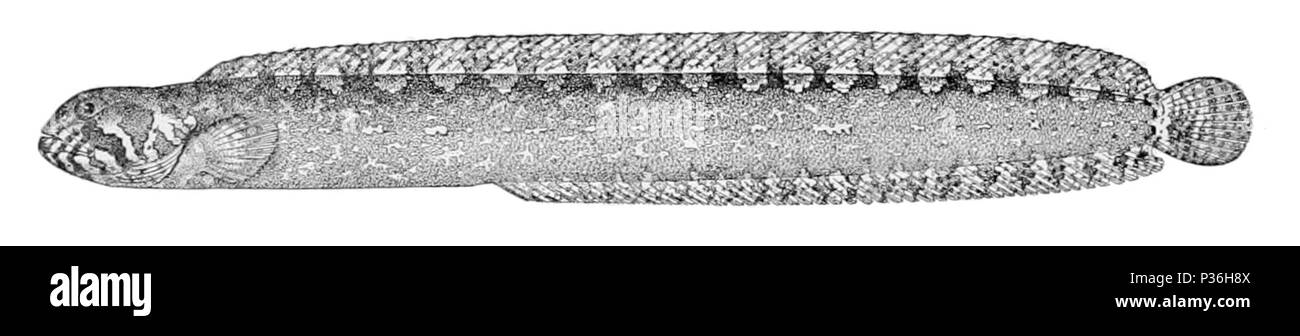 Anoplarchus insignis hi-res stock photography and images - Alamy
