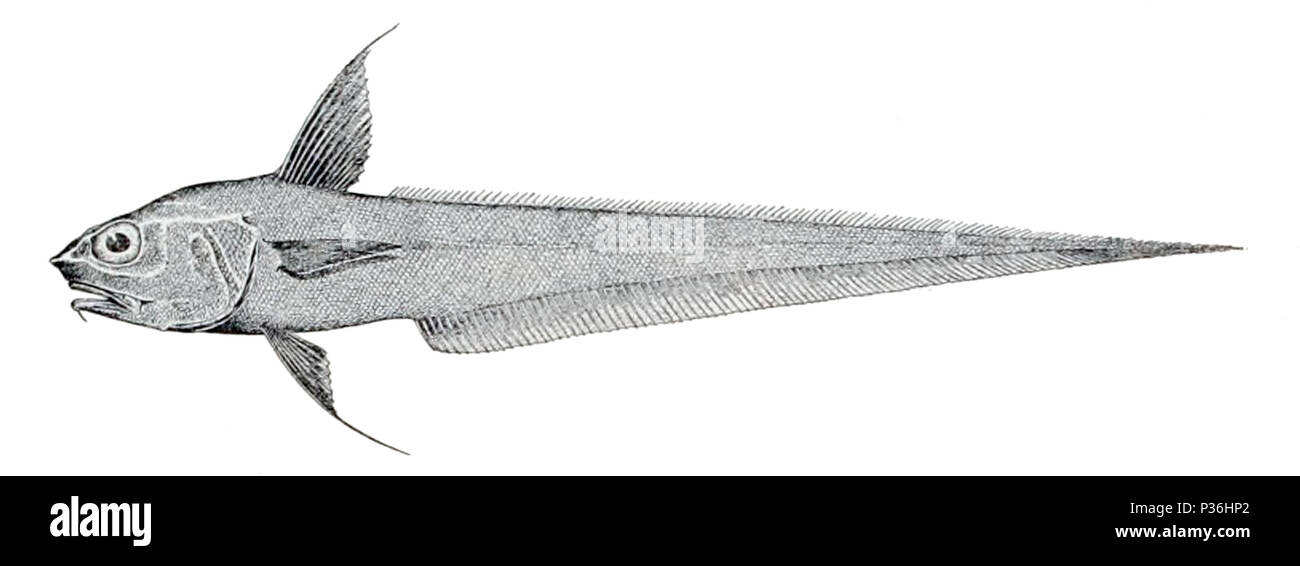 Coryphaenoides filifer Cut Out Stock Images & Pictures - Alamy