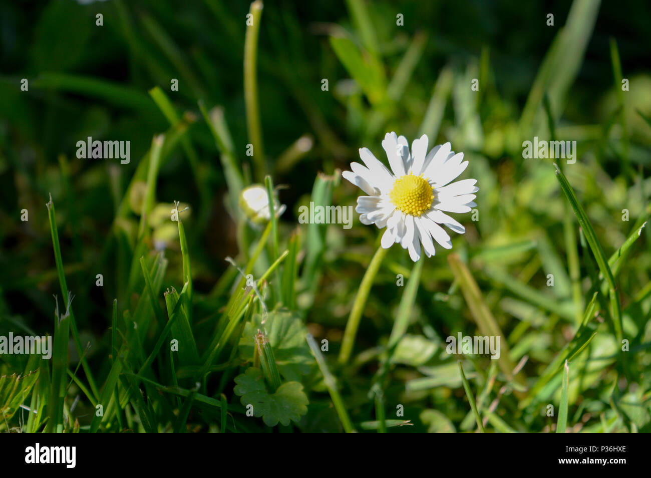 Botanic daisy hi-res stock photography and images - Alamy
