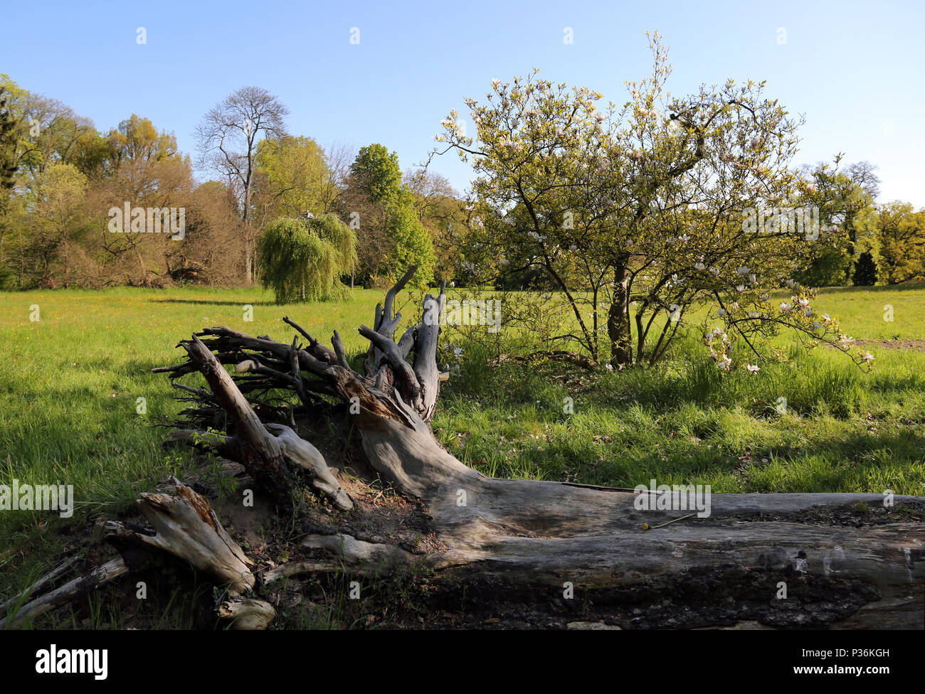 Dead and rotten tree hi-res stock photography and images - Alamy