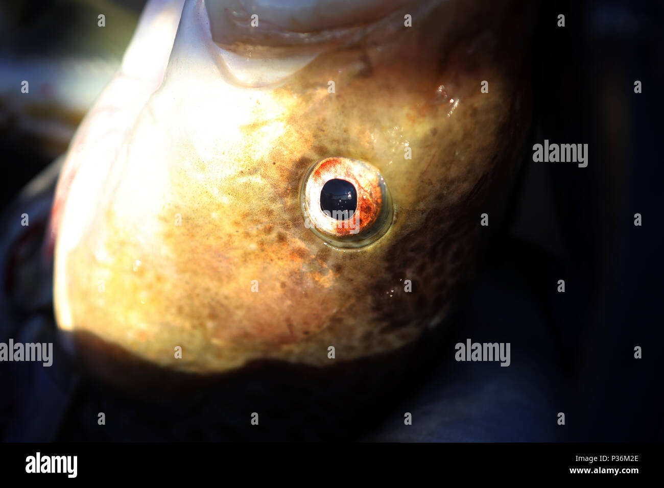 Marine eye hi-res stock photography and images - Alamy