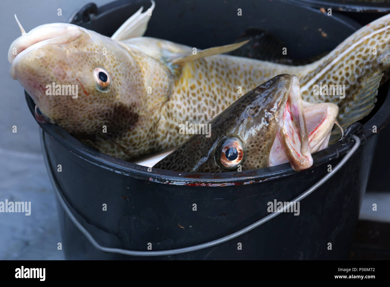 Food in bucket hi-res stock photography and images - Alamy