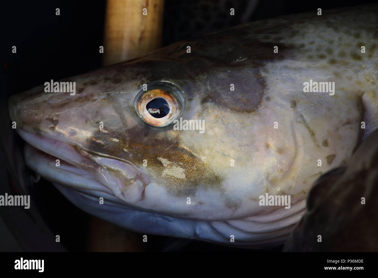 Cod fish head hi-res stock photography and images - Alamy