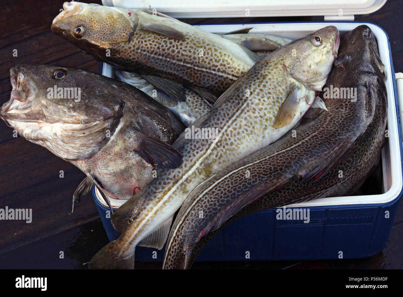 Wildlife in a box hi-res stock photography and images - Alamy