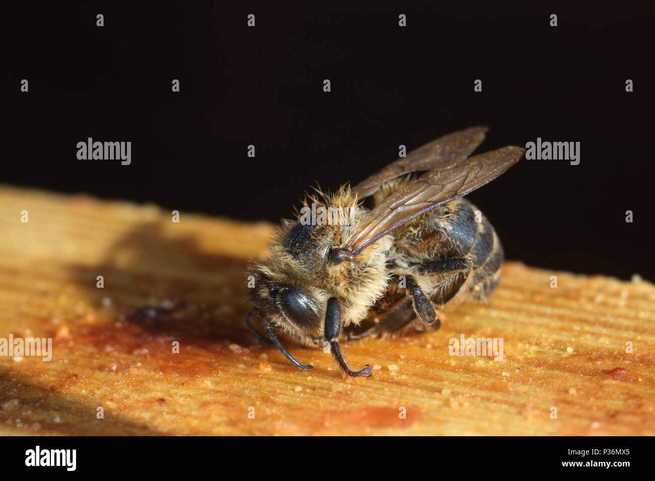 Dead honey bee hi-res stock photography and images - Alamy