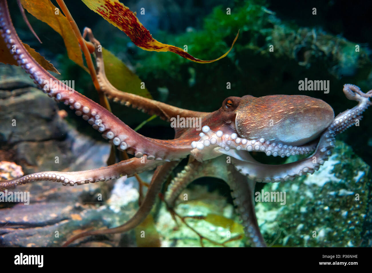 Class cephalopoda hi-res stock photography and images - Alamy