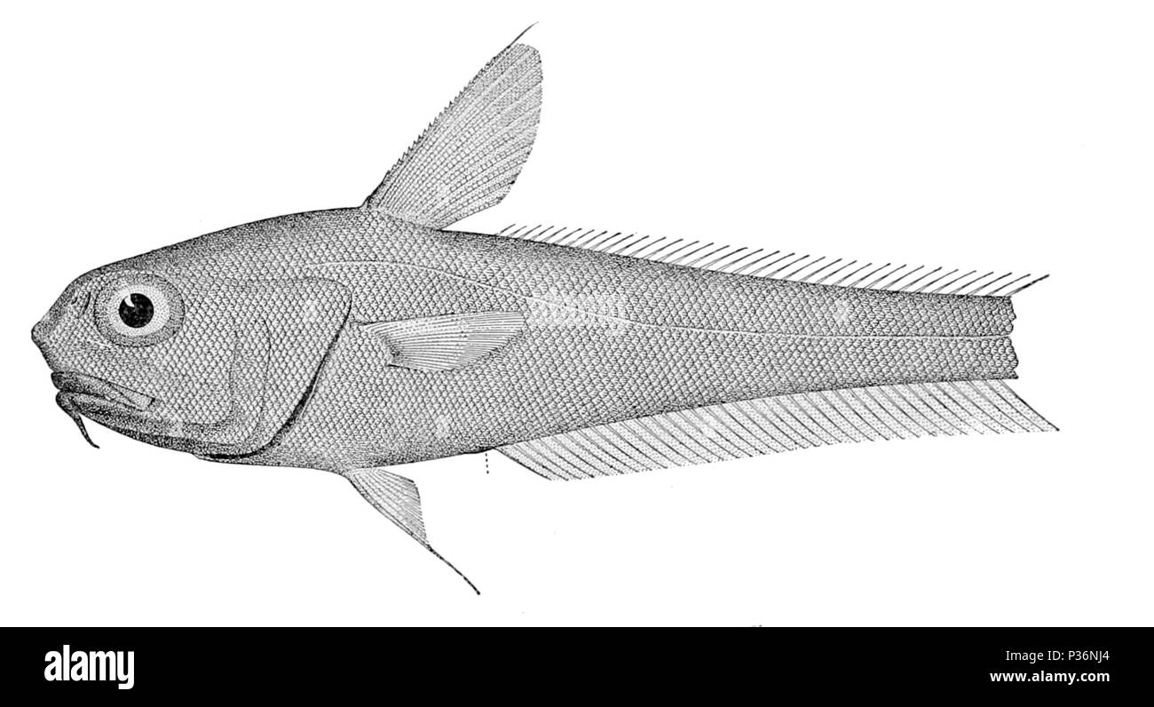 Study deep sea fish Cut Out Stock Images & Pictures - Alamy