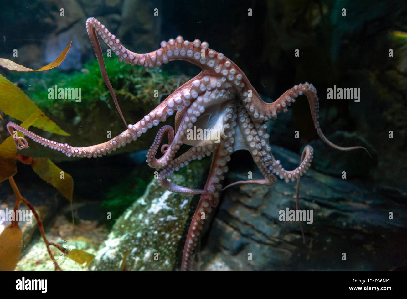 Octopus (Octopus vulgaris), mollusc grouped within the class ...