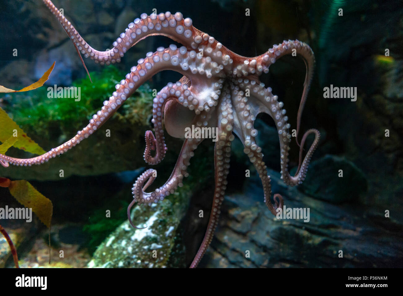 Octopus beak hi-res stock photography and images - Alamy