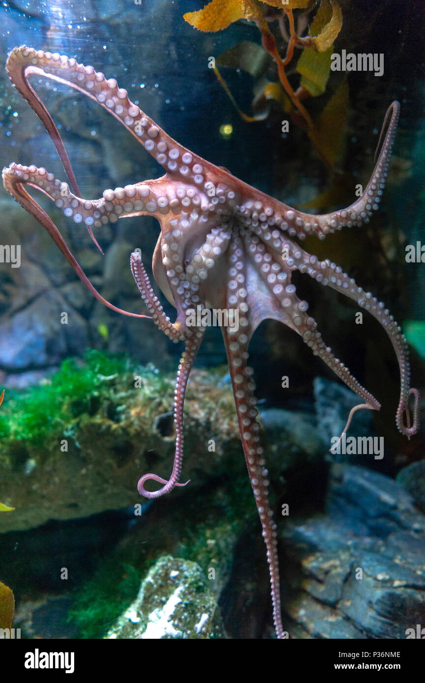 Octopus Siphon High Resolution Stock Photography and Images - Alamy