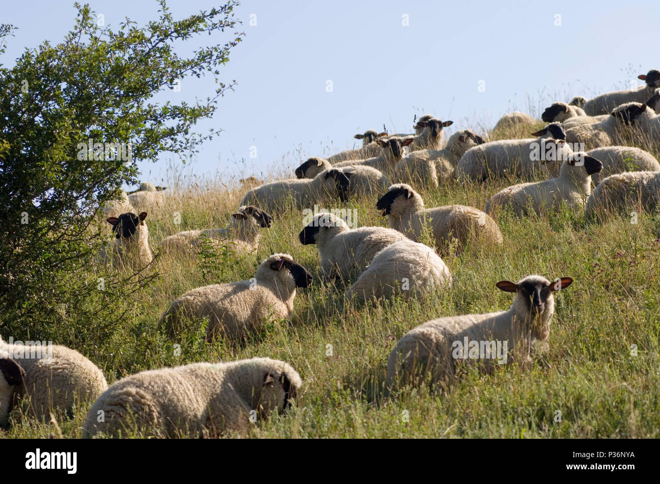 Farm animals germany baltic hi-res stock photography and images - Alamy