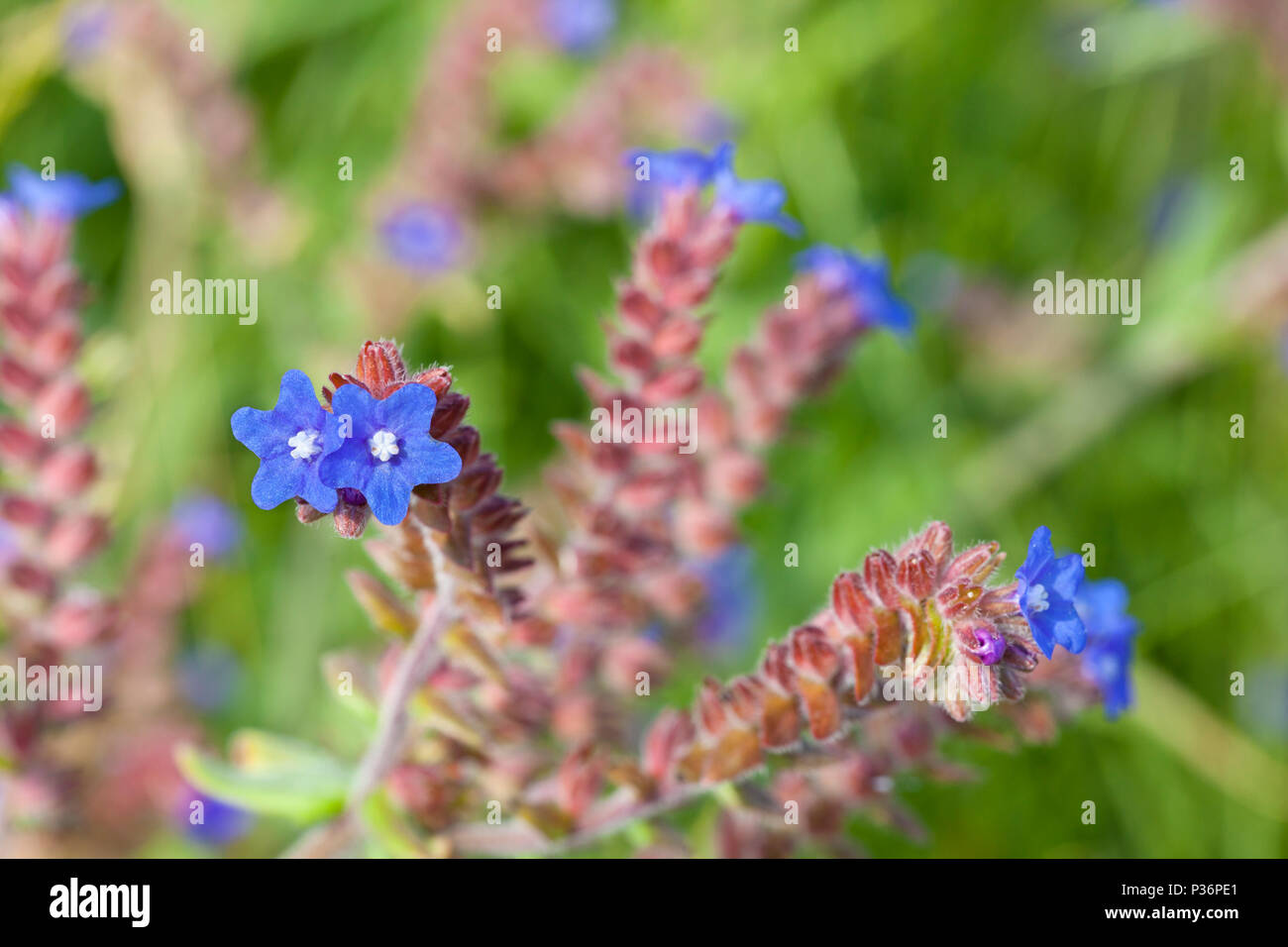 Beautiful blue flowers in Norderney, Germany Stock Photo - Alamy
