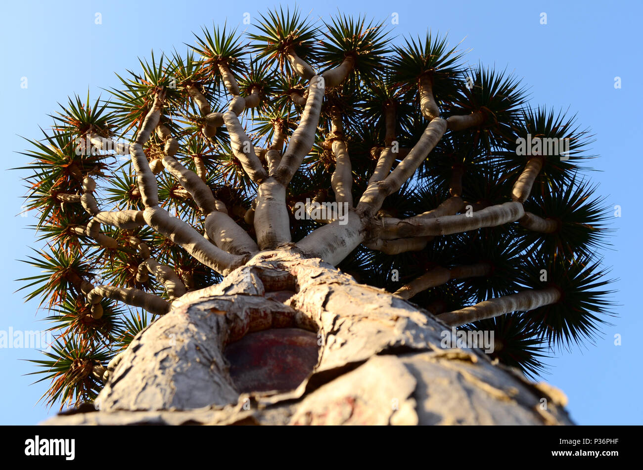 Drago tree hi-res stock photography and images - Alamy