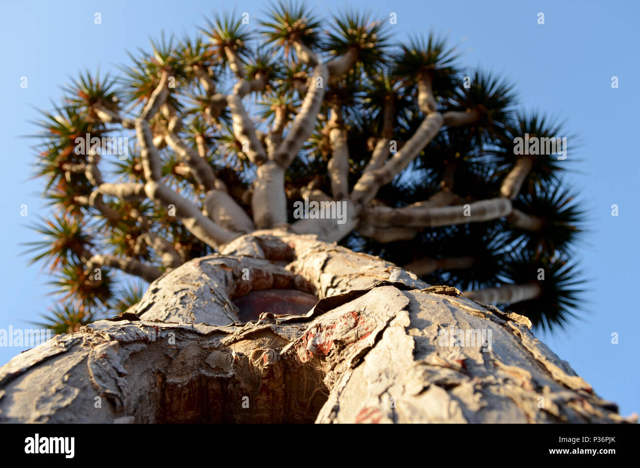 Tenerife tree hi-res stock photography and images - Alamy