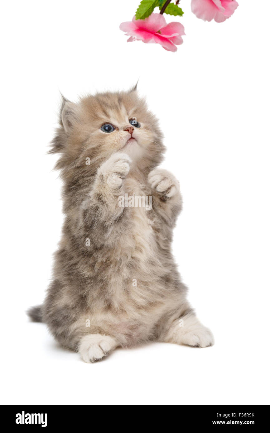 Small, funny kitten of British marble breed, isolated on white ...